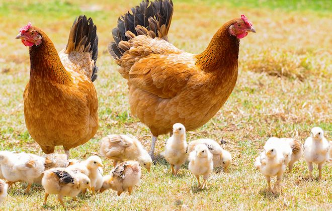 Poultries of the World: 51 Poultry Types | TasteAtlas
