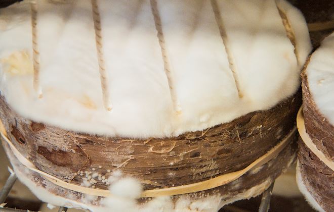 American Cheeses: 269 Cheese Types in United States of America | TasteAtlas