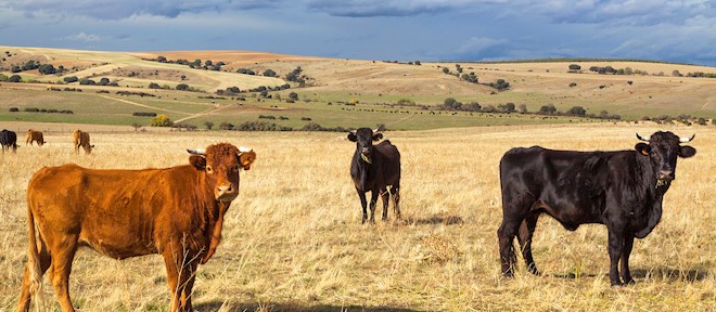 Spanish Beef Cattle Breeds: 11 Beef Cattle Breed Types in Spain ...