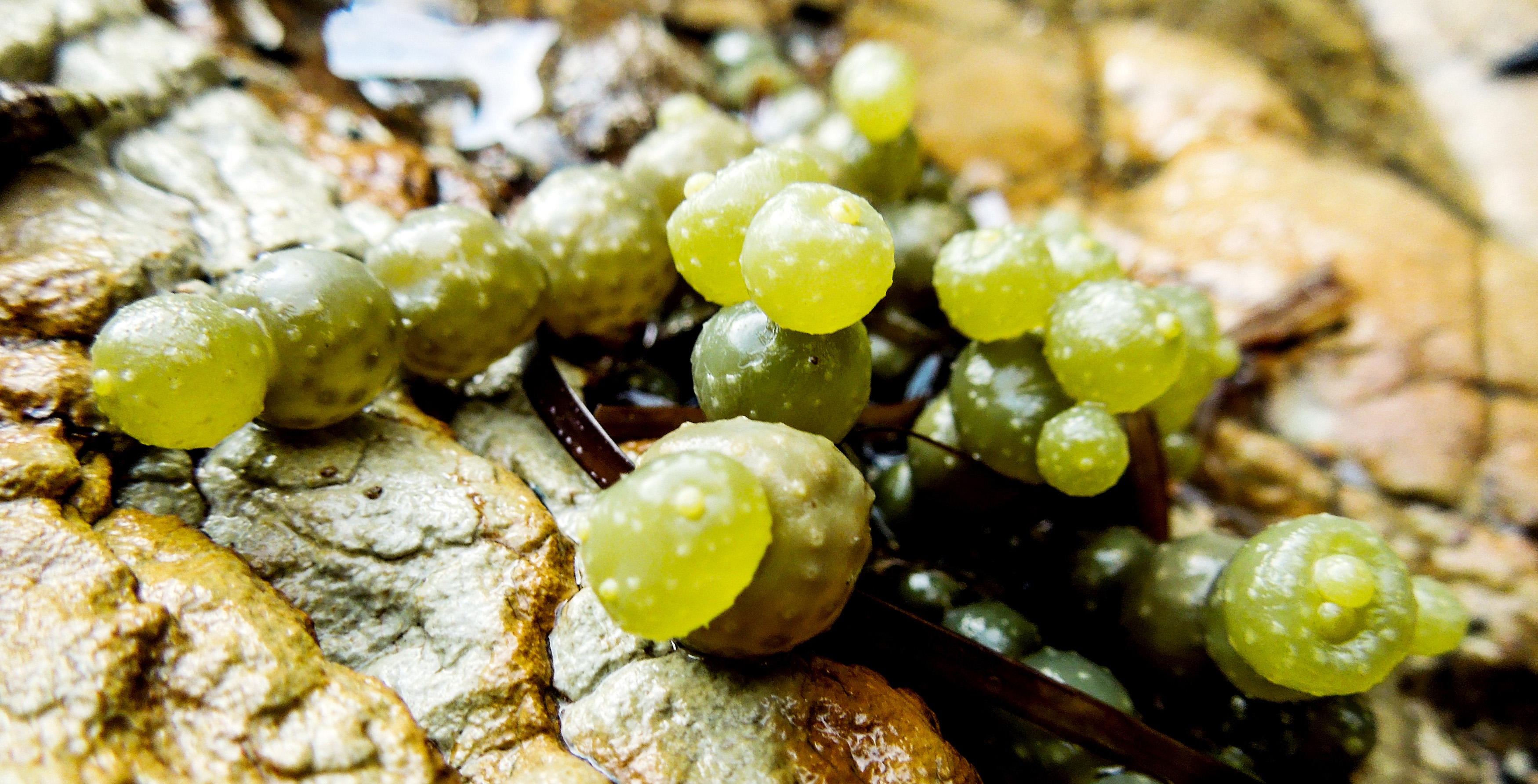 Nama | Local Seaweed From Fiji