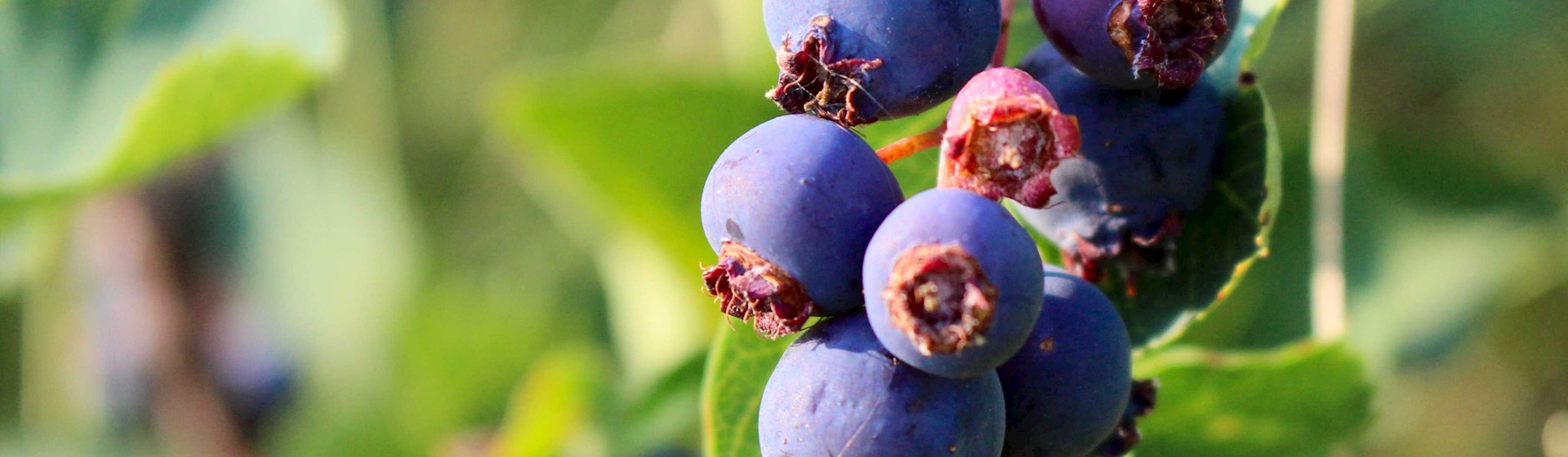 9 Best Berries in North America - TasteAtlas