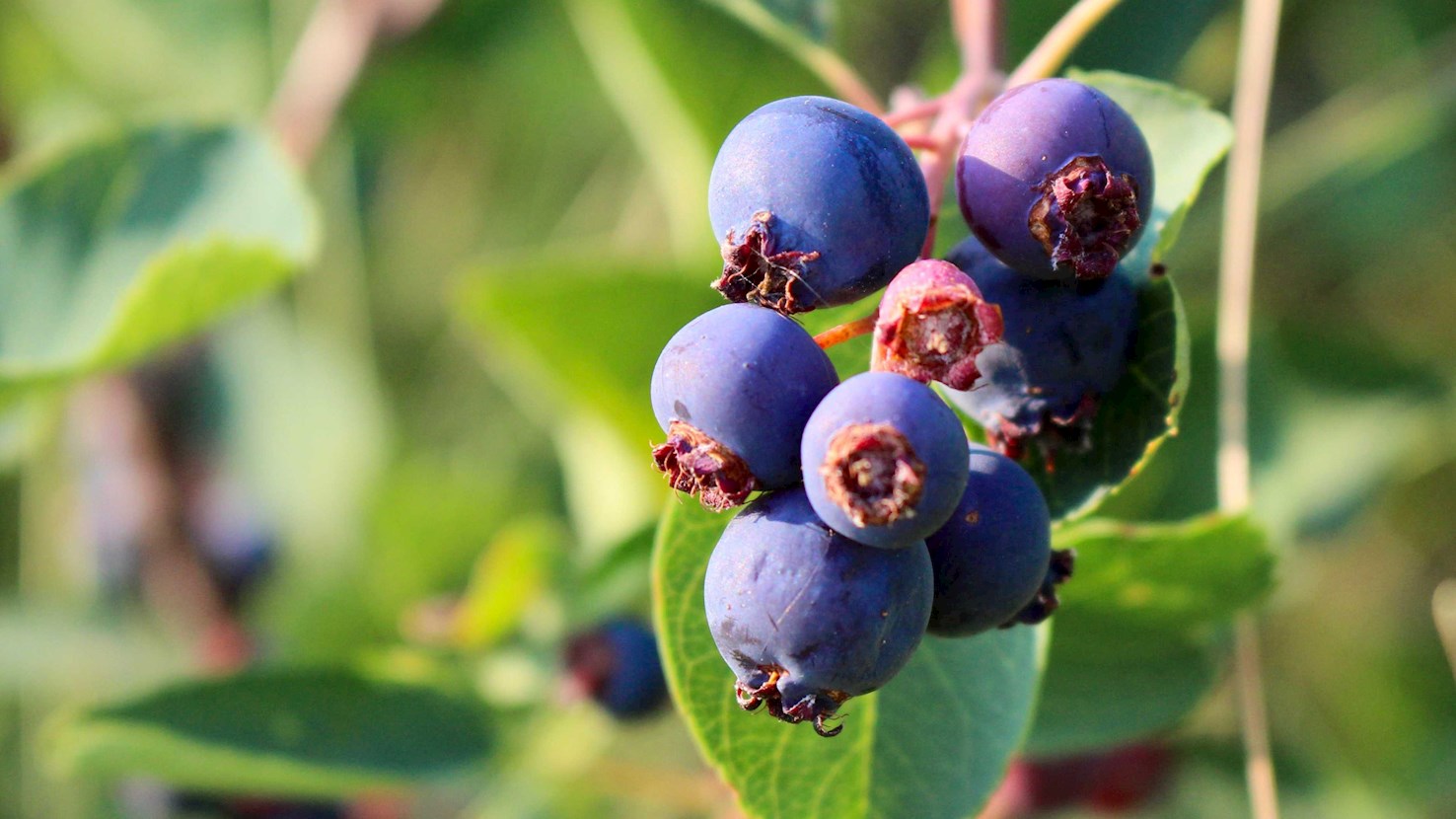 3 Best Fruits in British Columbia - TasteAtlas
