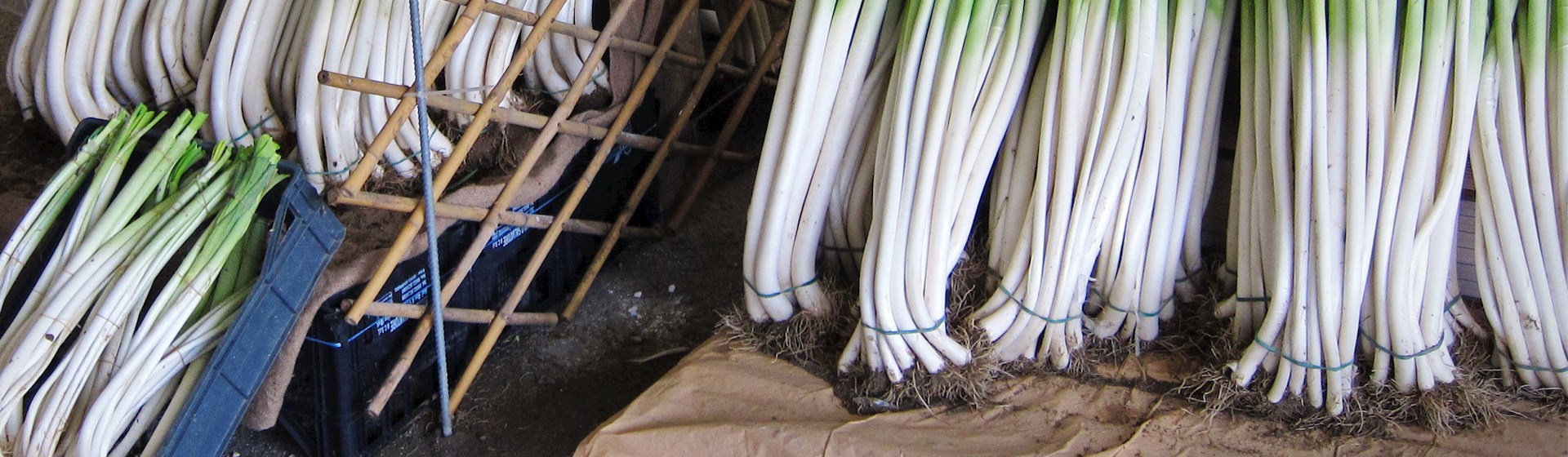 4 Best Leeks in the World - TasteAtlas