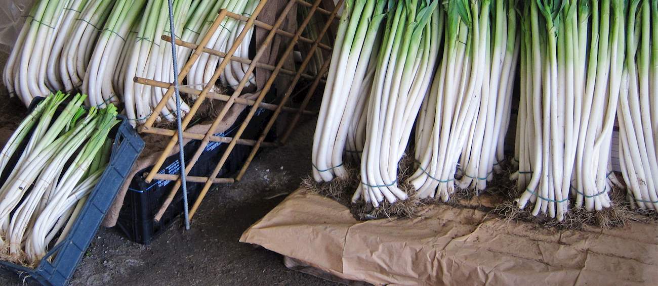 4 Best Leeks in the World - TasteAtlas