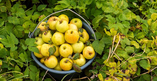 American Apple Varieties: 49 Apple Variety Types in United States of ...