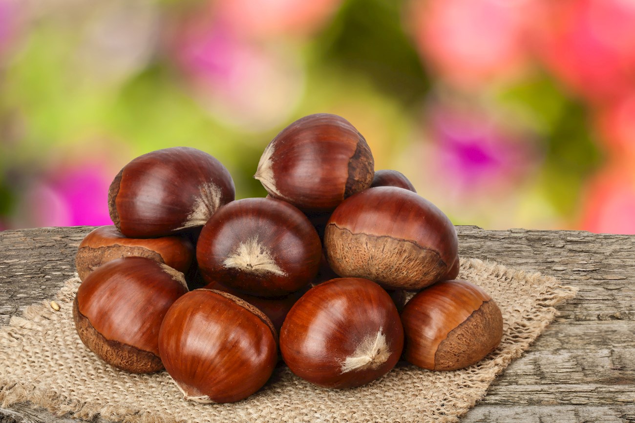 Marrone Del Mugello | Local Chestnuts From Mugello, Italy