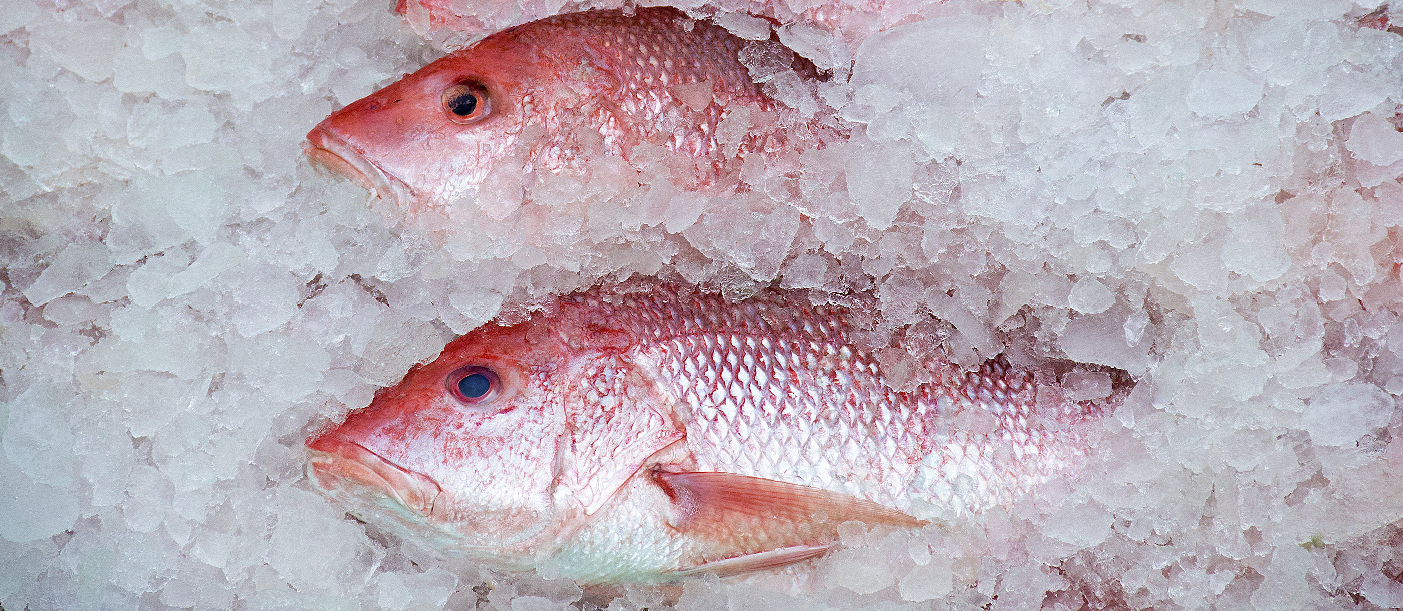 Poulet Fish | Local White Fish From Port Vila, Vanuatu