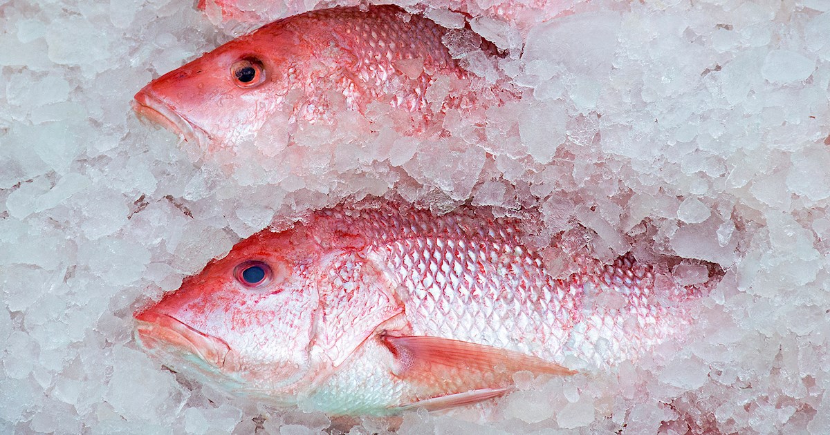 Poulet Fish | Local White Fish From Port Vila, Vanuatu