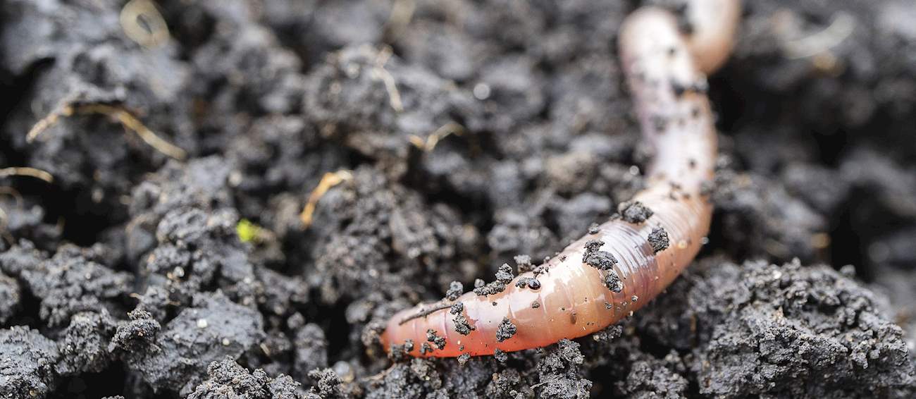 Noke | Local Worms From New Zealand