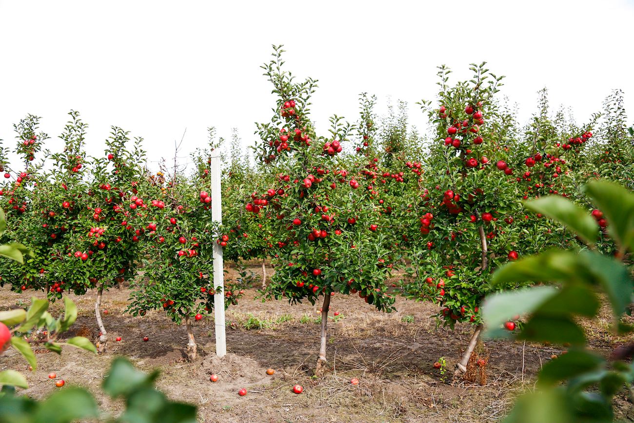 Topaz Apples | Local Apple Variety From Czech Republic, Central Europe