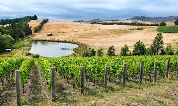 Pyramid Valley - Best Gourmet Brands | TasteAtlas