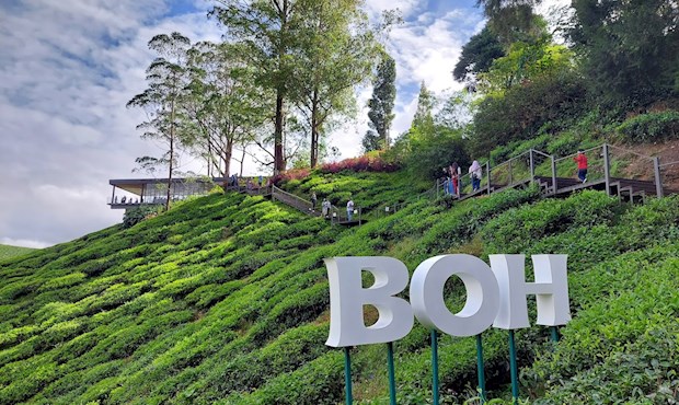 BOH Tea BOH Cameronian Gold - Best Gourmet Products | TasteAtlas