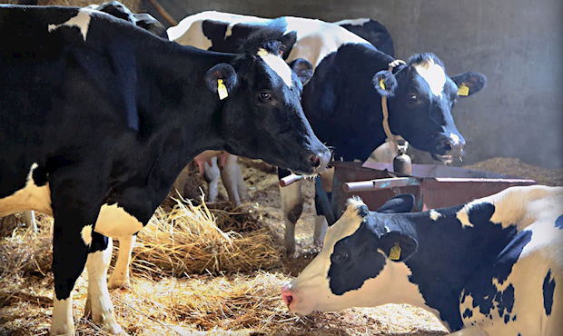 Sarda Farms Cow Milk Dahi Natural - Best Gourmet Products | TasteAtlas