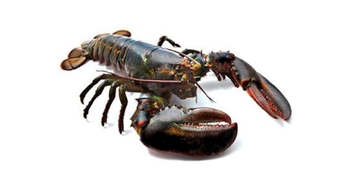 Clearwater Seafoods American Lobster - Best Gourmet Products | TasteAtlas