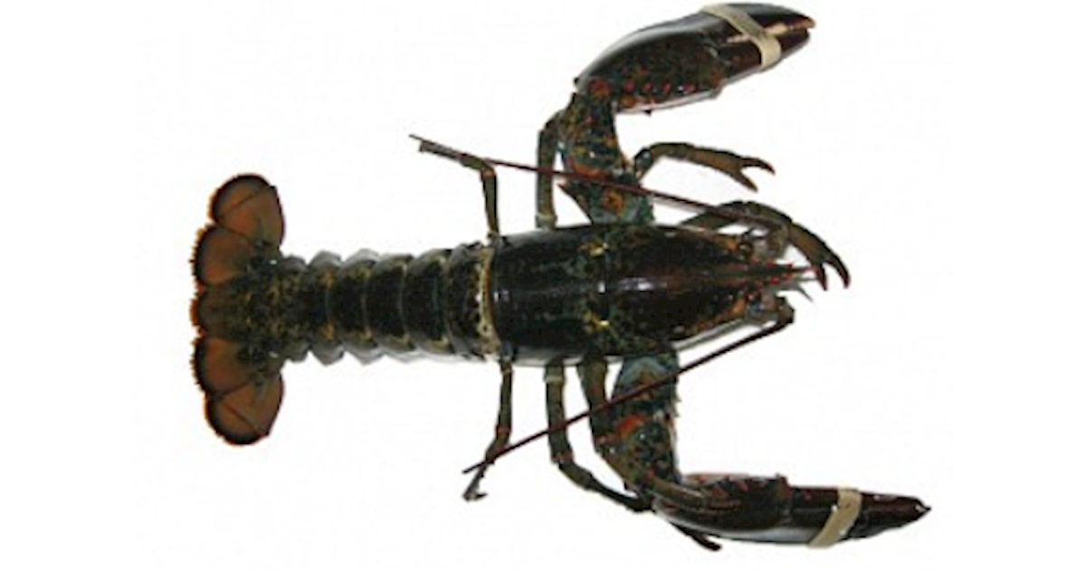 Seacore Seafood American Lobster - Best Gourmet Products | TasteAtlas