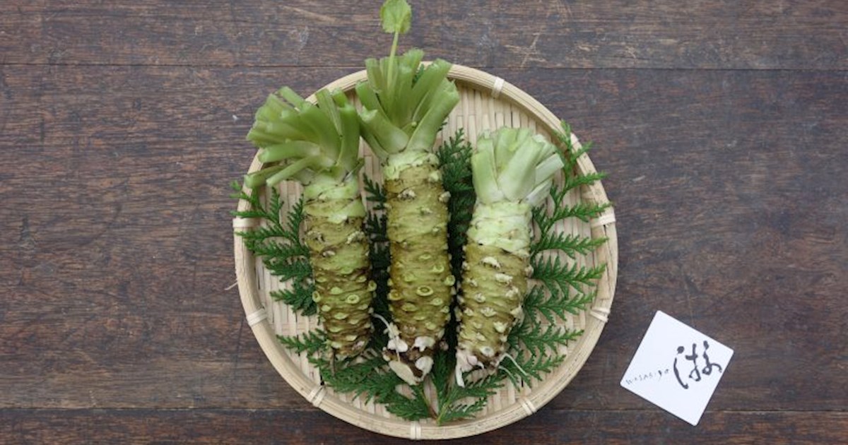 Wasabiya Yuu Fresh Wasabi - Best Gourmet Products | TasteAtlas