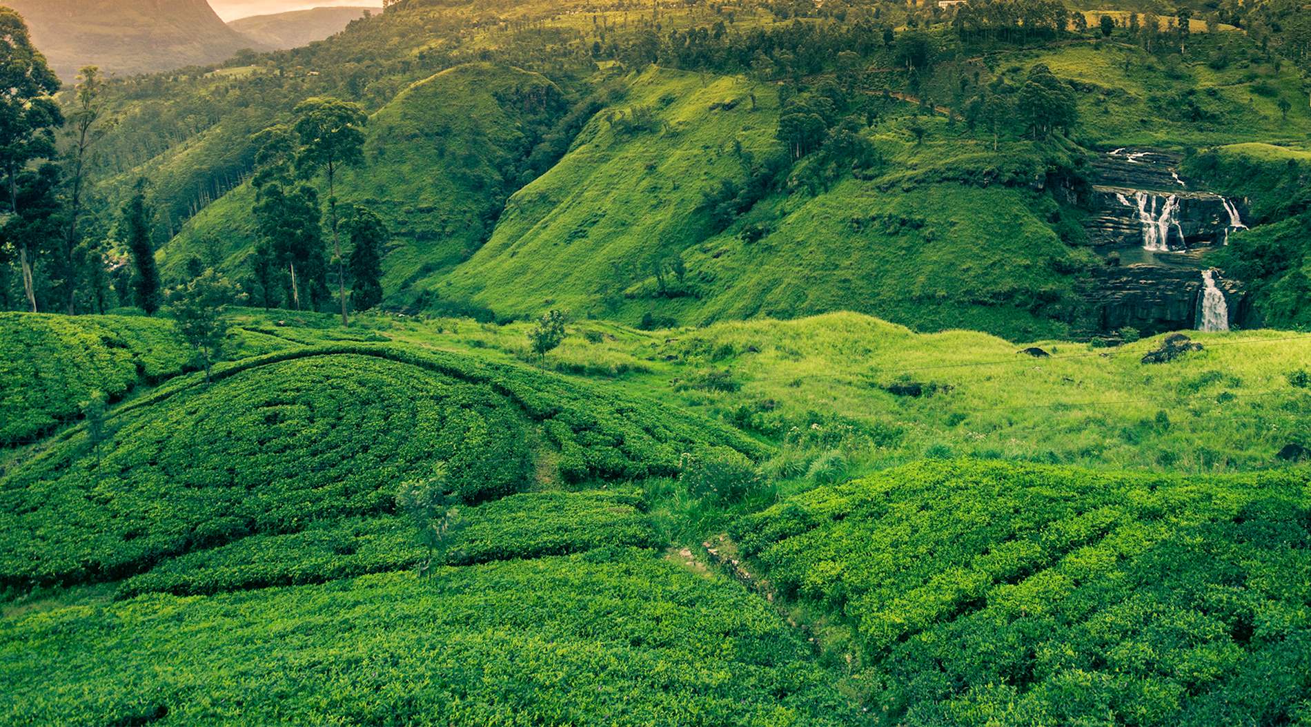 Eat Local in Colombo District