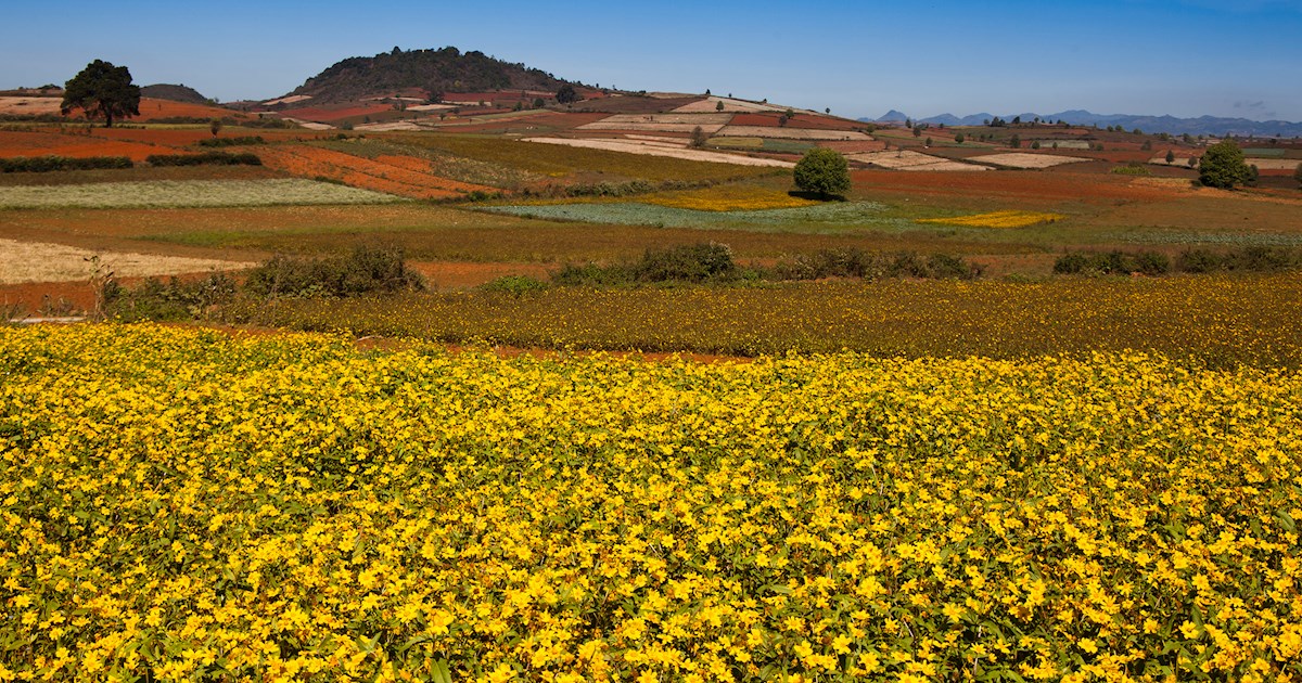 Eat Local in Shan - TasteAtlas
