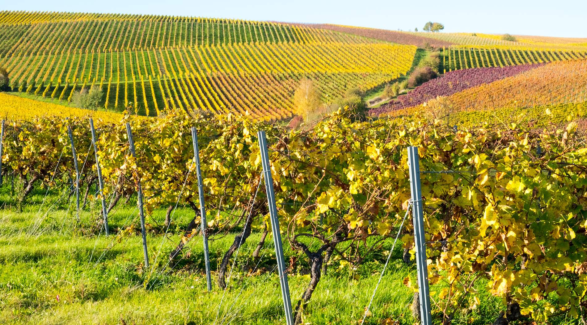 Eat Local in Bodenheim